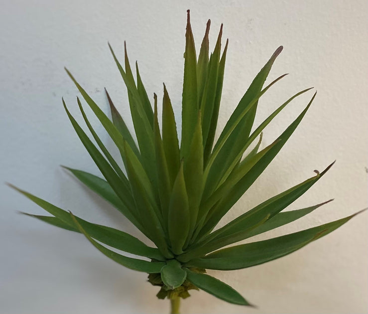 8" YUCCA PICK – Right Next Door Designs